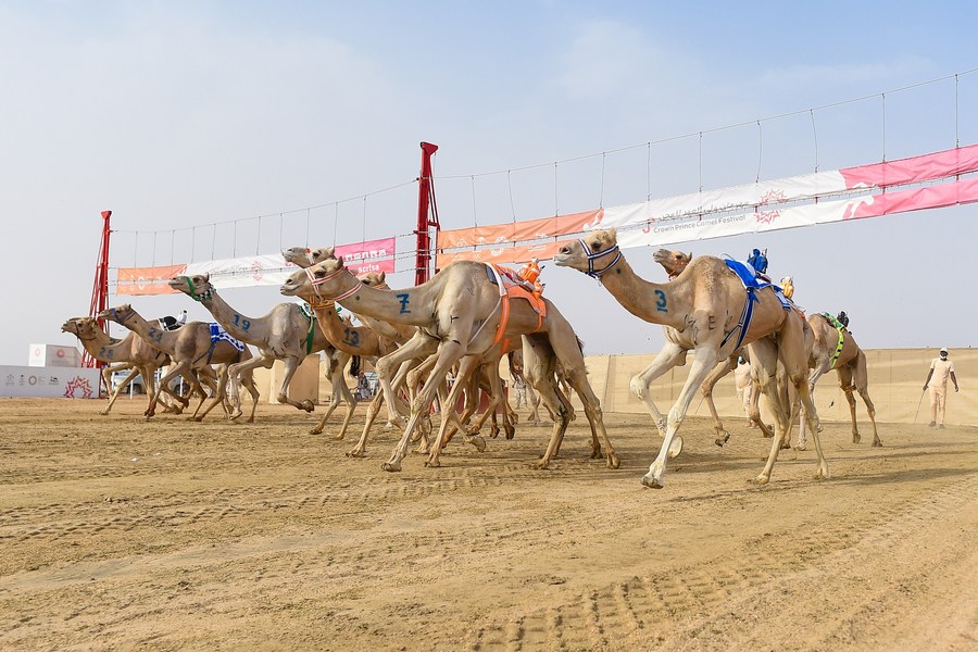 Saudi Arabian Camels