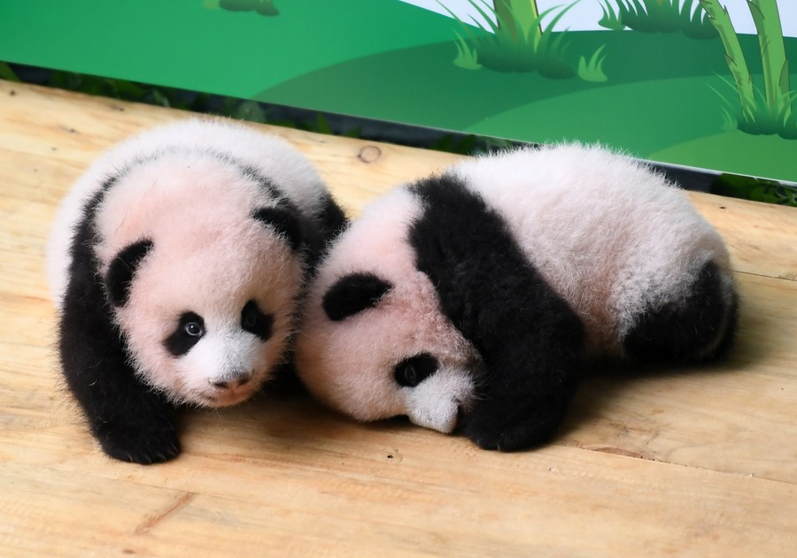 Panda Cubs Playing