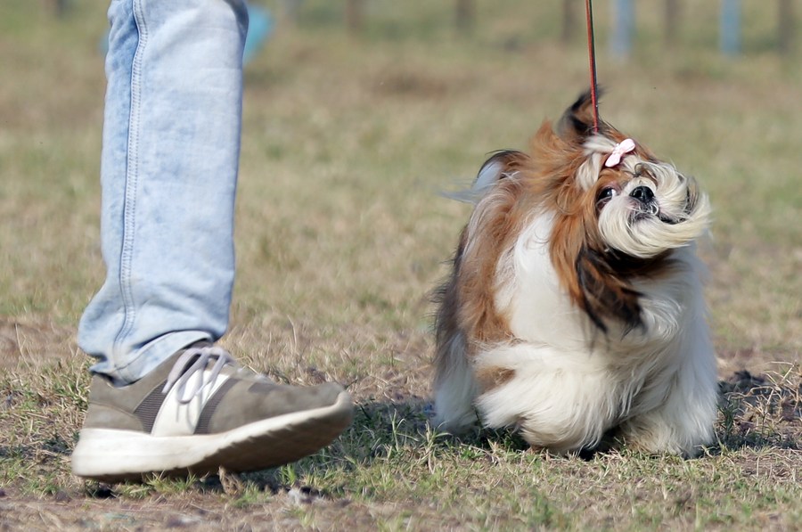 asia-album-paradise-for-dog-lovers-fantastic-dog-show-in-india