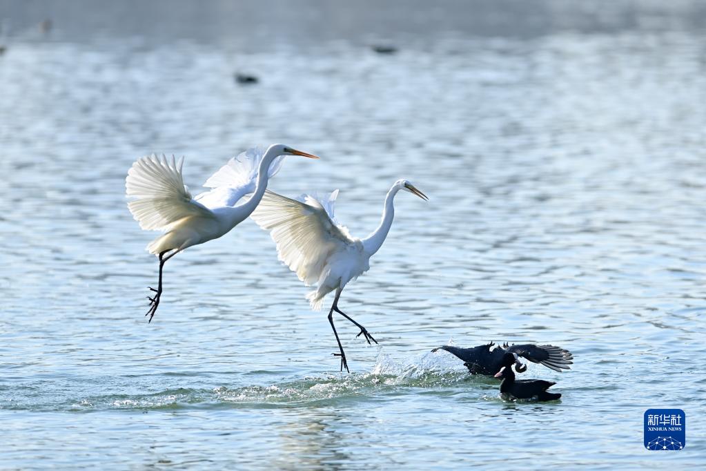 新华全媒+丨珍稀鸟类汾河过冬 _ 中国发展门户网－国家发展门户