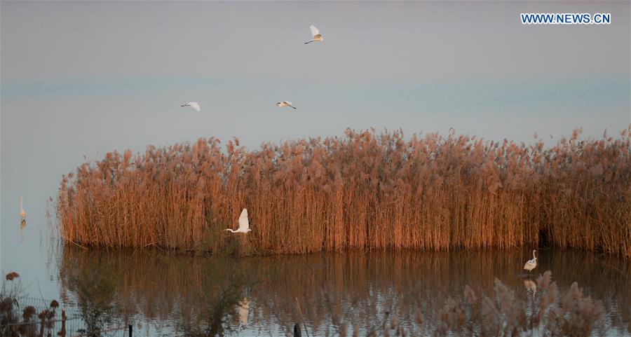 In pics: wetland in Heyang County, northwest China's Shaanxi - Xinhua ...