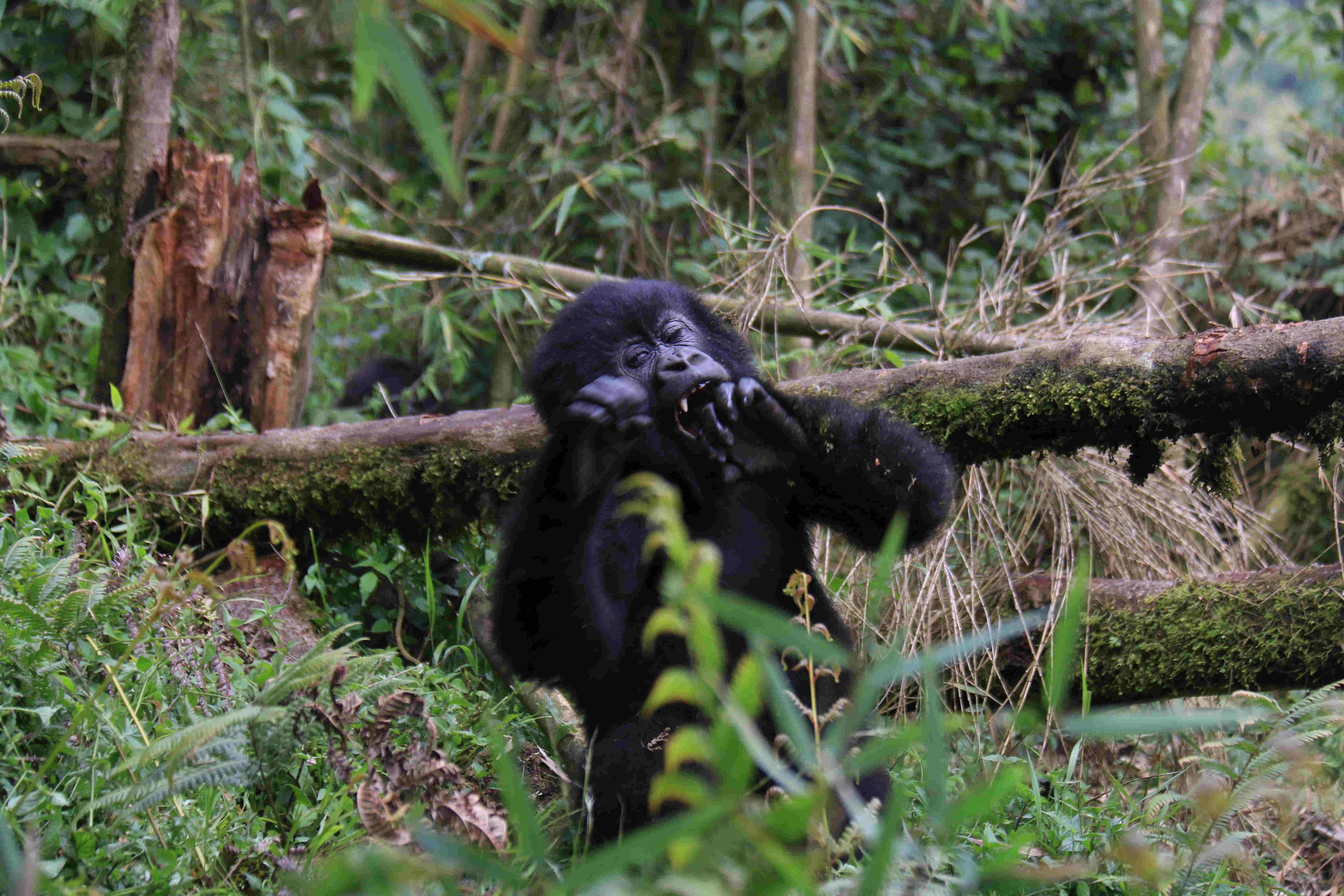Baby Silverback Gorillas