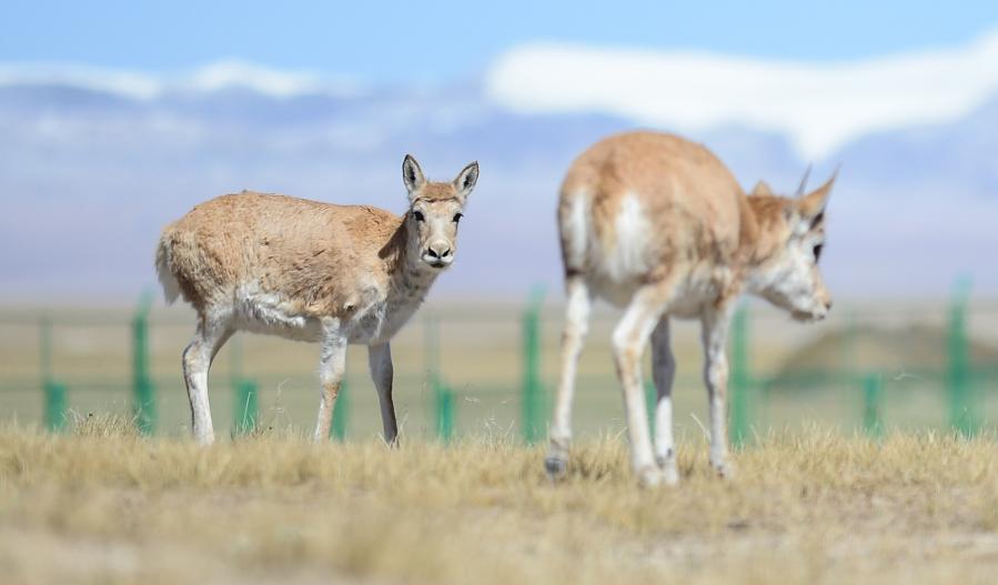 Tibetan Antelope Female