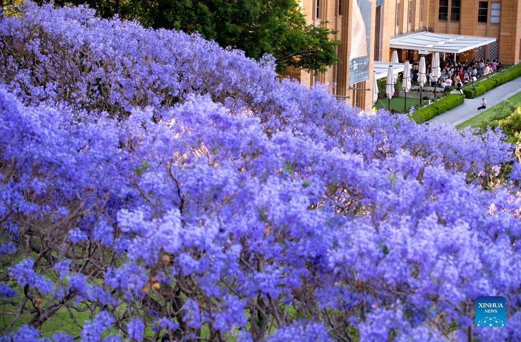 Australian Purple Trees