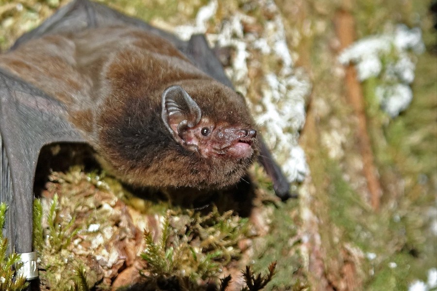 "Fantastic Beasts and Where to Find Them": Why does long-tailed bat ...