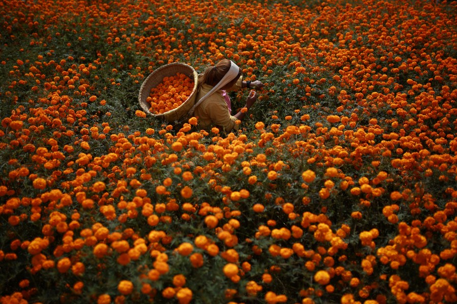 Nepali Flowers