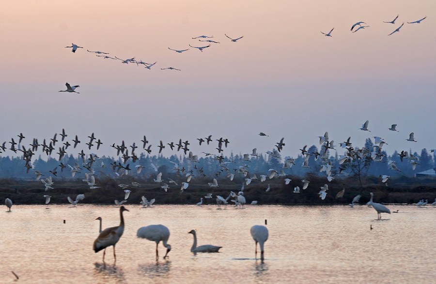 Chinese Birds Flying