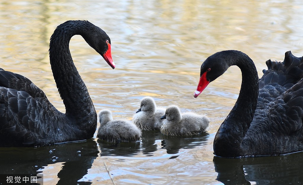 Baby Black Swans