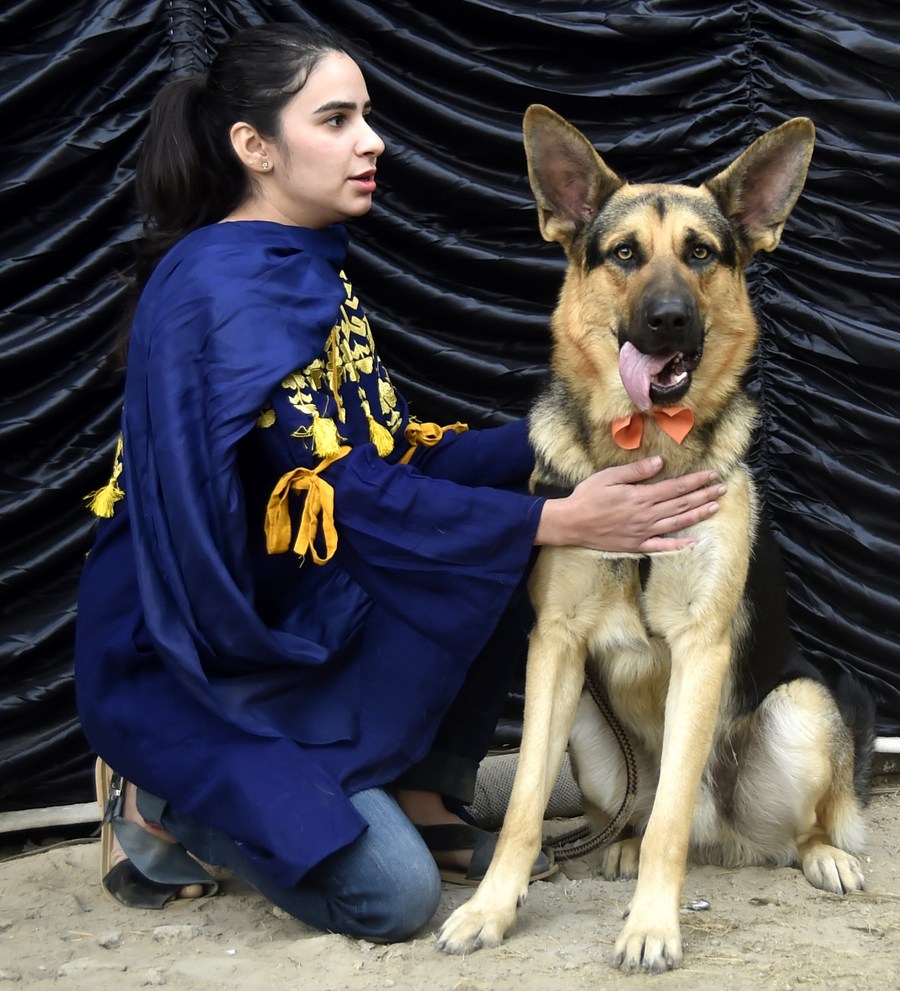 Pakistani Shepherd Dog