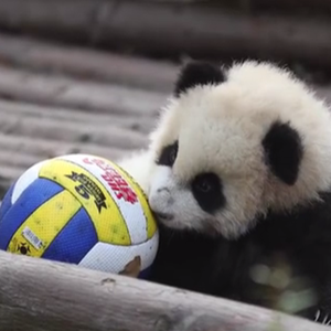 Baby Panda Playing With Ball