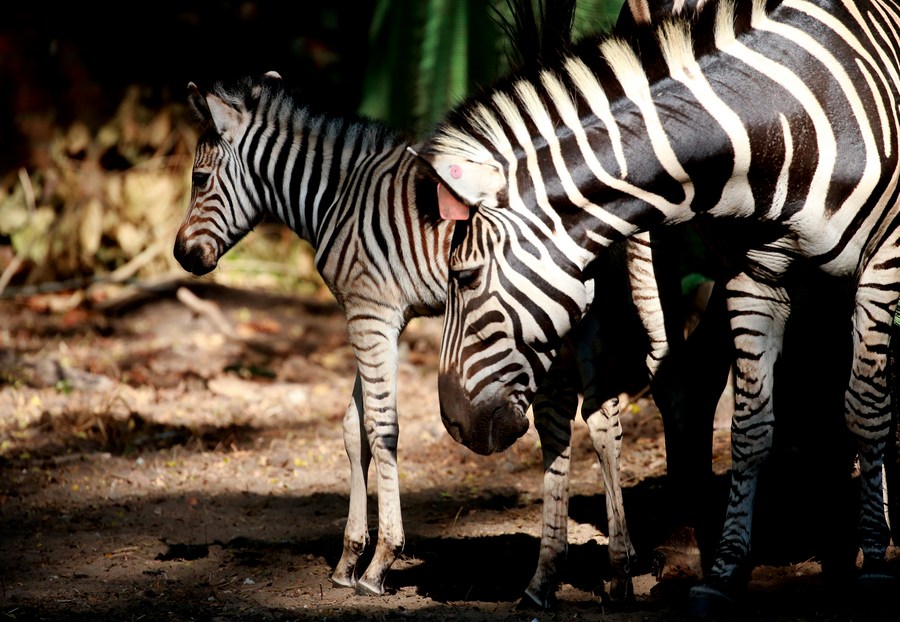 Asia Album: Yangon Zoo welcomes newborn plains zebra - Xinhua
