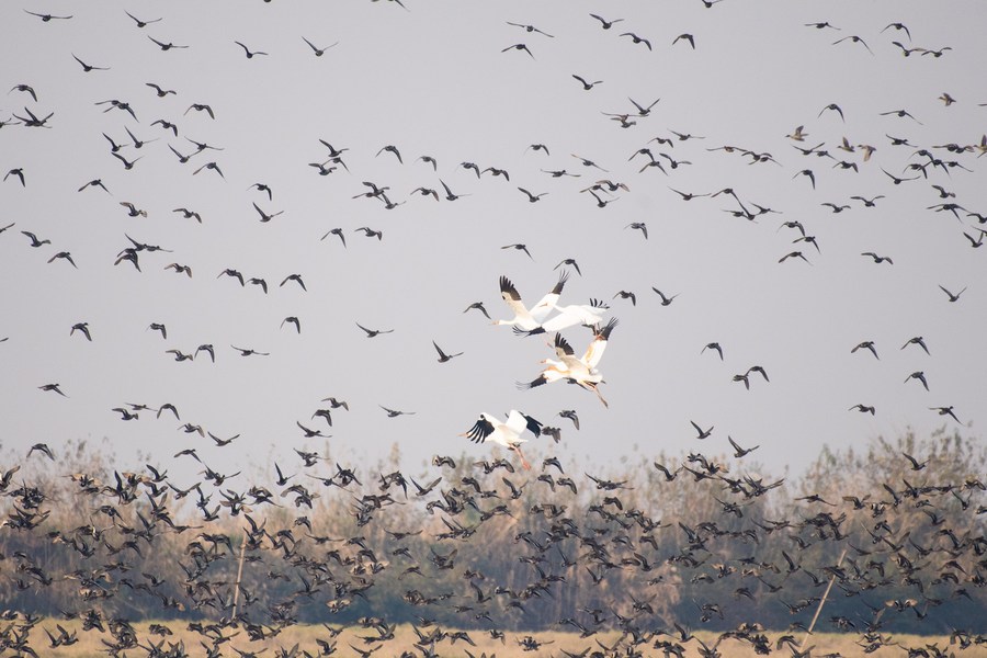 Chinese Birds Flying