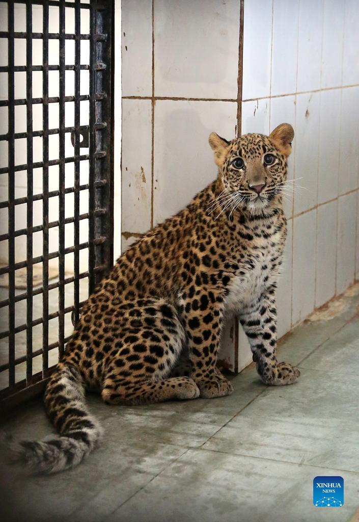 Baby North Chinese Leopard