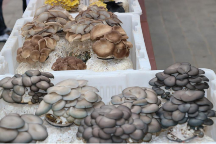 “菇事知多少”专场科普活动在中国农科院资划研究所举行-新华网