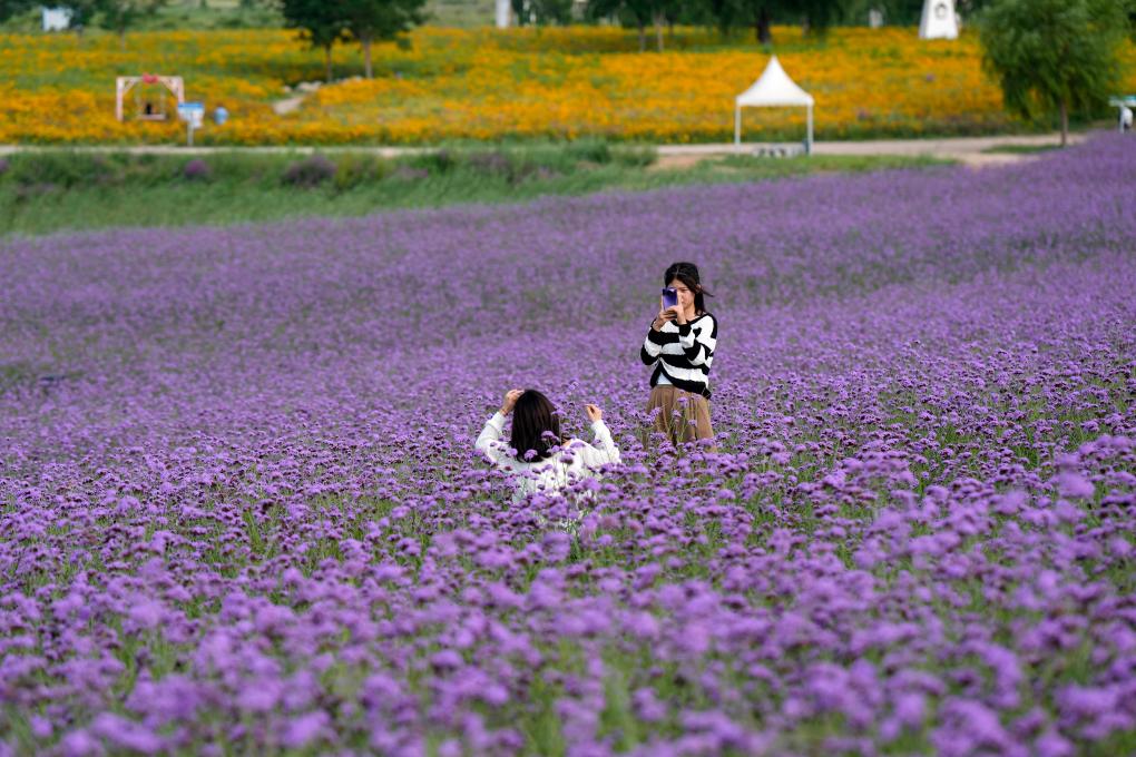 秀我中国丨处暑：渐有新凉递好秋-新华网