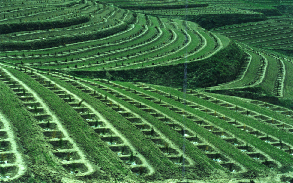 五部门联合发文巩固退耕还林还草成果 | 临安新闻网 | 临安新闻门户网站 | 浙江临安 | 浙江省“文明办网”示范单位 | 浙江省优秀新闻网